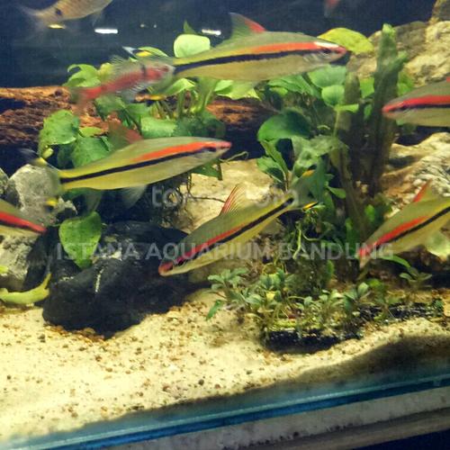 Jual ikan puntius denisoni - Kota Bandung - ISTANA AQUARIUM BANDUNG ...
