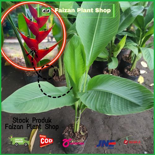 Jual tanaman hias pisang bihay tanaman pisang pisangan - Kab. Bogor ...