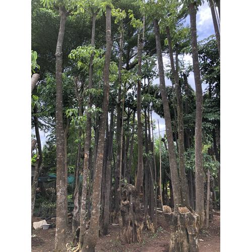 Jual Lapak Pohon Alstonia Scholaris Pulai Hitam Druping Besar - Kab ...