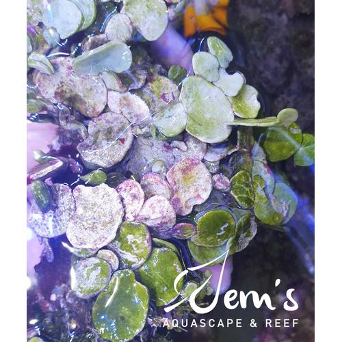 Jual Tanaman Refugium / Macro Algae Halimeda (Halimeda Algae, Big ...