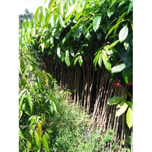 Jual Bibit Tanaman Kayu Mahoni ketinggian 100 Cm Up - Kayu Keras ...