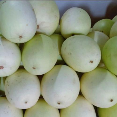 Jual Timun suri/bonteng suri 1 kg - Kota Bandung - Kios Ikan Segar ...