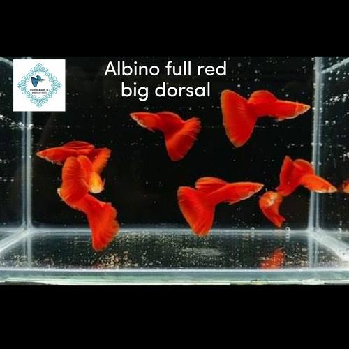 Jual Ikan Hias Guppy Albino Full Red Big Dorsal - Sepasang - Kota Depok - Fishtreasure. id ...