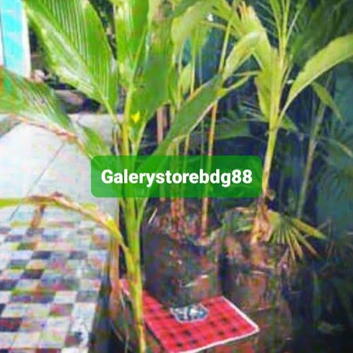 Jual Bibit buah hangasa / bibit buah renggak / buah wresah super - Kab ...