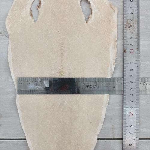 Jual Kulit ikan pari soft jenis betina bahan dompet strap jam arrow ...