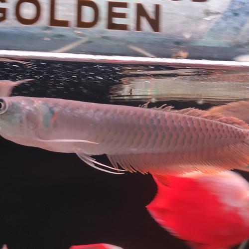Jual ikan Arwana Silver Brazil / Arowana Silver Red ukuran sedang - non ...