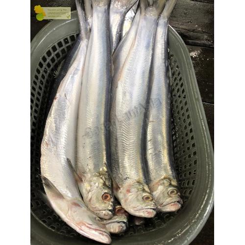 Jual Ikan Parang Parang Ikan Golok Ikan Segar Laut Utuh 1Kg - Jakarta ...