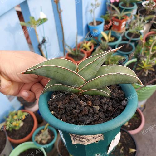 Jual SANSE - SANSEVIERIA SOMALIA BLUE 20-4-2022 - Kota Tangerang ...