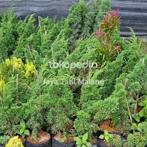 Jual bibit tanaman hias cemara sinensis jumbo batang besar ( bahan ...