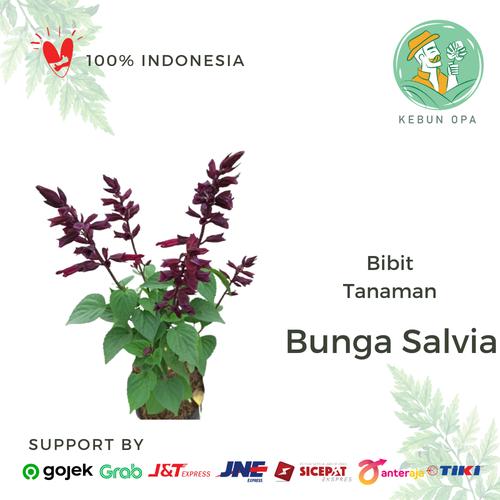 Jual Bibit Tanaman Hias Bunga Salvia Berbagai Macam Warna Kondisi ...