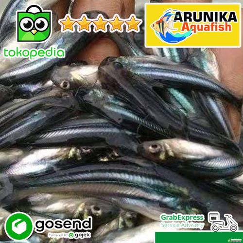 Jual Ikan Patin bibit perekor ukuran 6-8cm - Kota Bandung - Arunika ...
