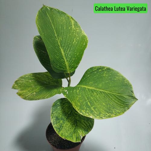 Jual Tanaman Pisang Calathea Variegata (Lutea) - Kota Batu ...