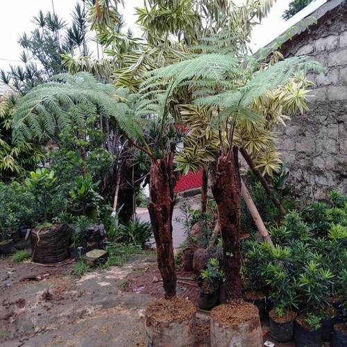Jual Paket 2 pakis monyet 1.5meter batang - Pohon pakis - penahan ...