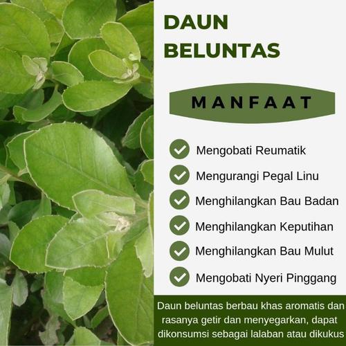 Jual Daun beluntas segar 250 gram pucuk daun beluntas segar di petik ...