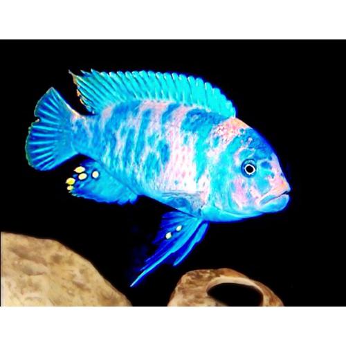 Jual Ikan Hias African Cichlid OB Mbuna / Cilchid OB - Kota Bekasi - Rachman Aquarium | Tokopedia