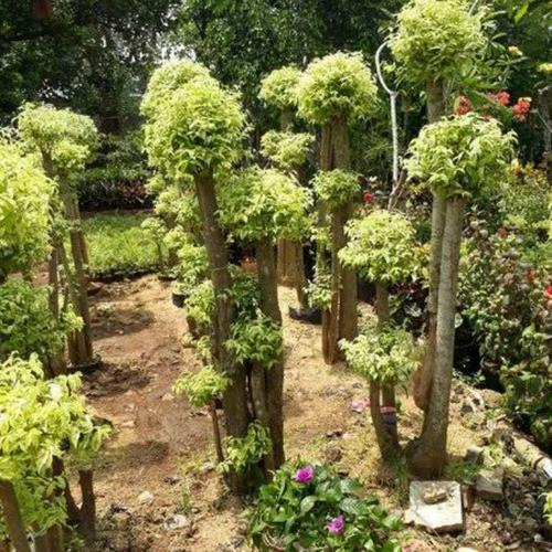 Jual Tanaman Hias Bonsai Anting Putri Pohon Anting Putri Besar Bonsai ...