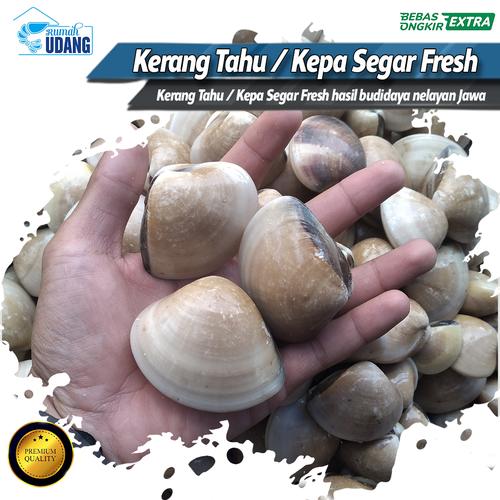 Jual Kerang Kepah fresh / Kerang Tahu Hidup / Kerang Tahu segar 1 kg ...