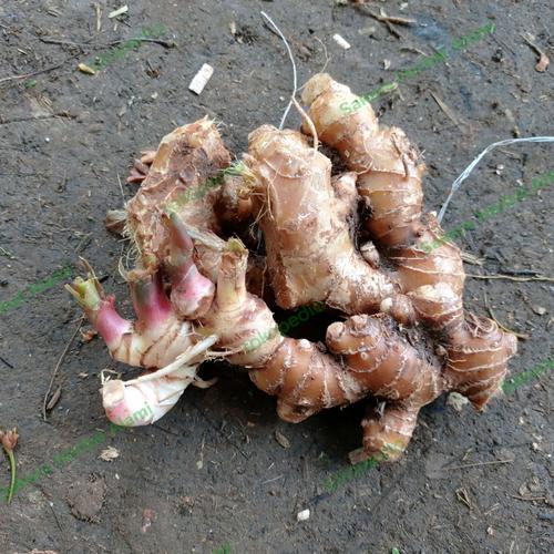 Promo lempuyang gajah segar 1kg baru dipetik - Jakarta Selatan - Sakura ...