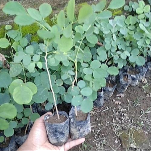 Jual bibit tanaman kayu sonokeling pohon kayu sonokeling - Kab. Kediri ...