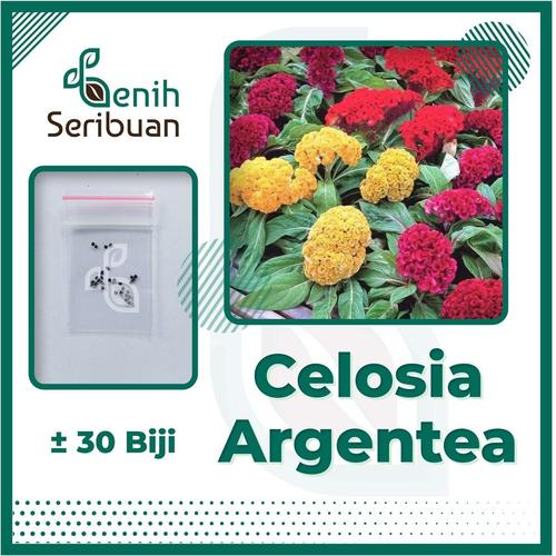 Jual 30 Benih Bunga Celosia Argentea Bibit Tanaman Bunga Celosia ...