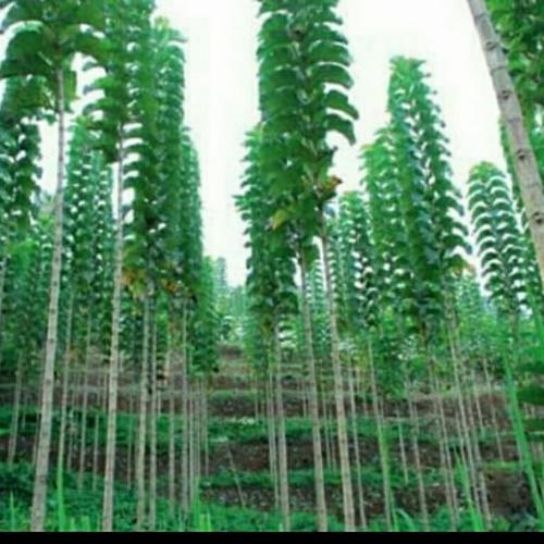 Jual Bibit Jati Solomon Super Lurus/ Bibit Pohon Jati Solomon Grosir ...