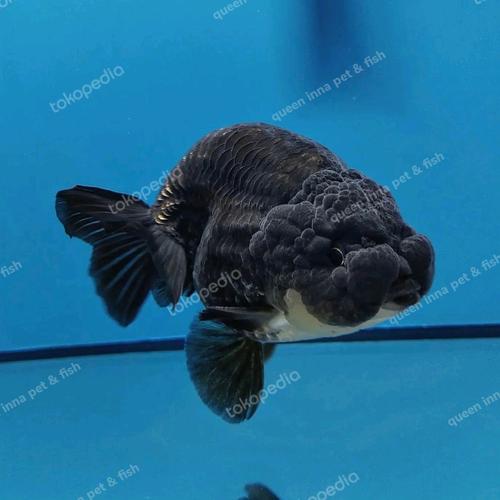 Promo GOLDFISH / IKAN MAS KOKI GRADE / RANCHU LION HEAD - XL - Kota ...