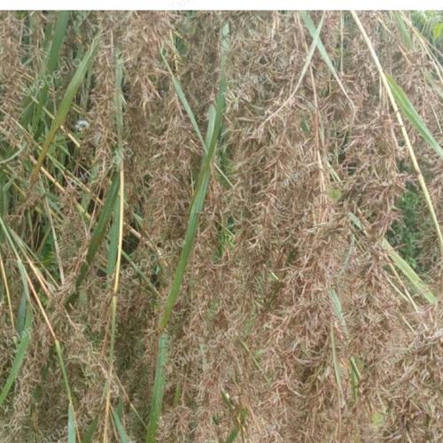 Jual kembang sereh wangi asli bunga sereh wangi - Kab. Bandung ...