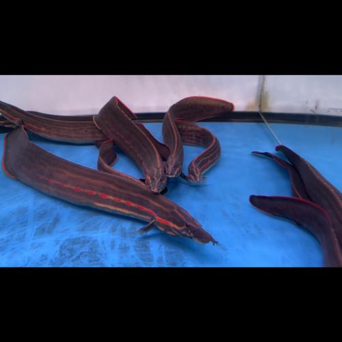 Jual Fire eel / sili api / tilan 20-30cm - Jakarta Barat - Pabrik ...
