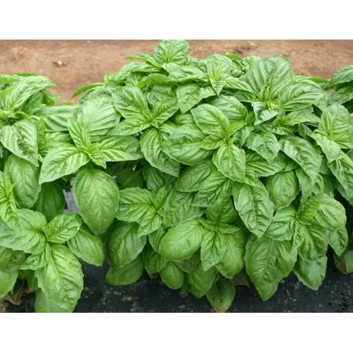 Jual Bibit Tanaman Basil/ Rempah Italian/ herbal Bibit Basil - Kota ...