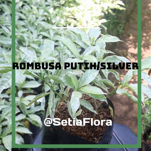 Jual Tanaman-Pohon Hias Rombusa/Rembosa Putih/Silver Mini - Jakarta ...
