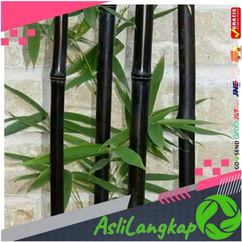Jual Bambu Hitam (Costum Ukuran Sesuai permintaan) - Kab. Pangandaran ...