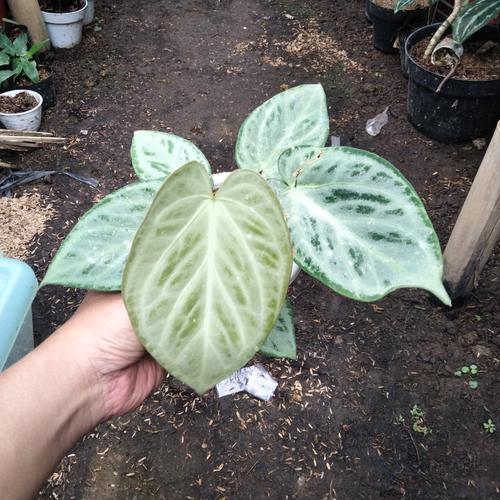 Jual anthurium silver blush - Kab. Bandung Barat - Kulinting_Plants ...