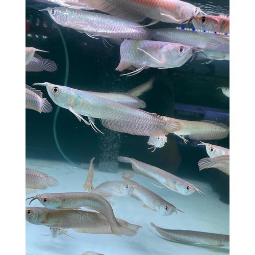 Jual Arwana Silver -+15cm/ecer/grosir/area bali - Kota Denpasar ...