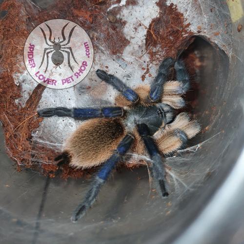 Promo MONOCENTROPUS BALFOURI FEMALE TARANTULA Cicil 0% 3x - Kota ...