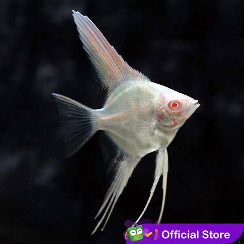 Jual Manfish Platinum Red Eye Angel Fish / Ikan Hias Aquascape / Air ...