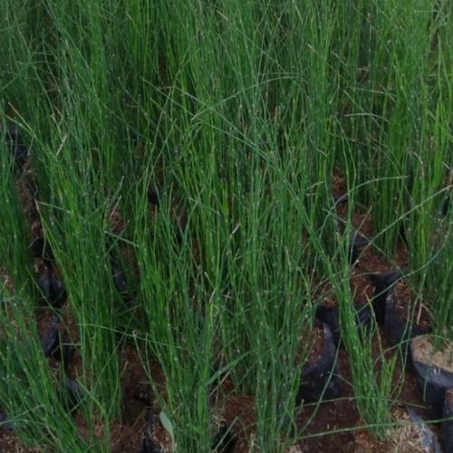 Promo Tanaman Air - Tanaman Hias Bambu Air - Kab. Bogor - AmeliaTaman ...