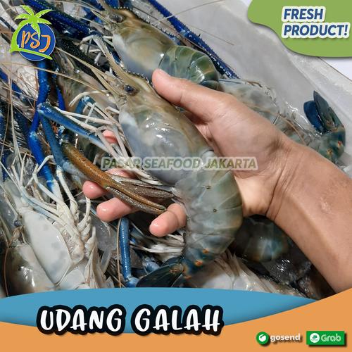 Jual Udang Galah Segar BESAR (Size 7-9Ekor) / Udang galah Fresh - Segar ...