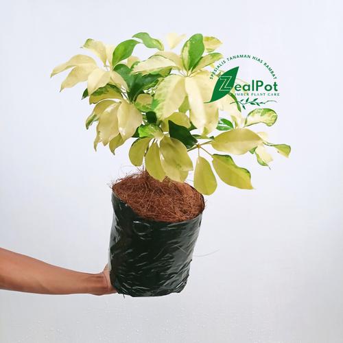 Jual Promo!!? Tanaman Hias Walisongo Varigata - Tanaman Indoor - Dengan ...