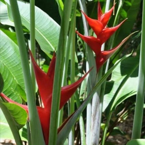 Jual Tanaman pisang Caribay Plus Pot Putih dan Batu Hias - Pot Putih ...