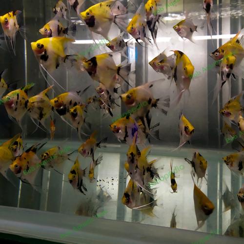 Jual Manfish Koi Red Devil Grade bagus - Kota Depok - Bob Aquatic Indo ...