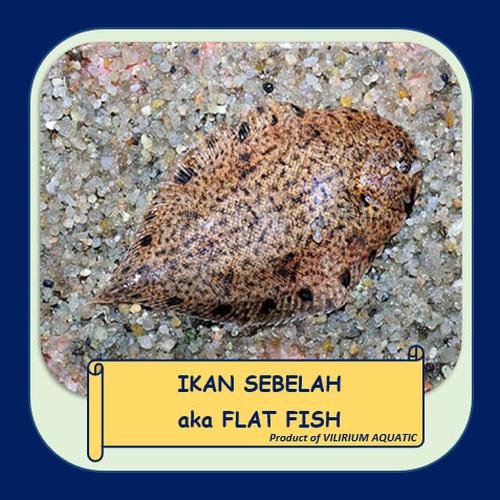 Jual IKAN HIAS AIR TAWAR - IKAN SEBELAH aka FLAT FISH - Jakarta Pusat ...