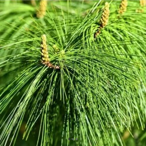 Jual daun pinus segar,daun herbal pinus segar murah - Jakarta Selatan ...