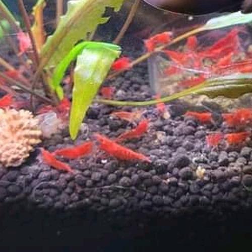 Promo udang hias red Cherry shrimp paket 100 ekor - Kab. Bogor - Udang ...