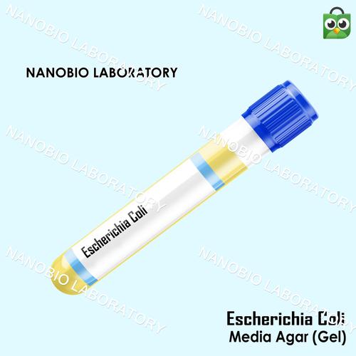 Jual Bakteri E Coli (Bahan Penelitian) / Escherichia Coli / E. Coli - Kab. Bogor - Nanobio ...