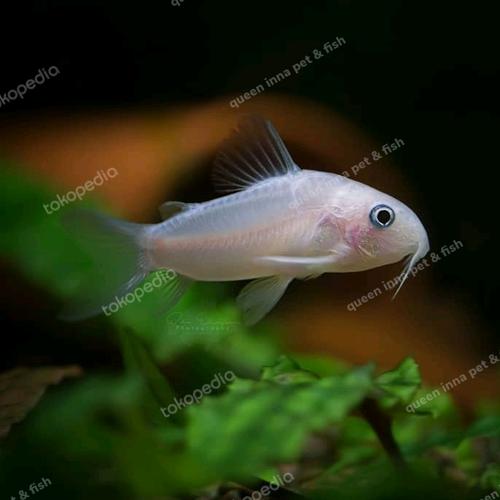 Jual Corydoras Snow white panda - Kota Bekasi - queen inna pet & fish ...