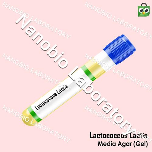 Jual Isolat Culture Lactococcus lactis Media Gel Agar - Media Gel, 50 ...