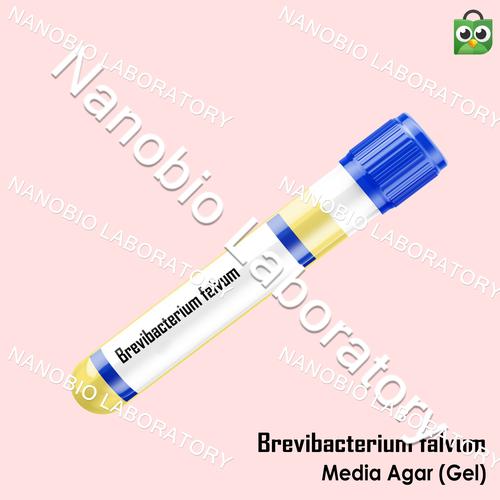 Jual Isolat Culture Brevibacterium falvum Media Gel Agar Miring - Media ...