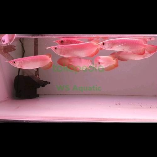 Jual baby arwana super red 15cm - Kota Tangerang - WS Aquatic | Tokopedia