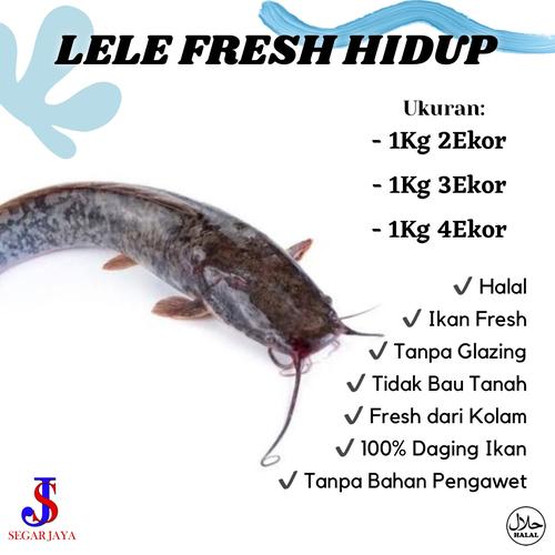 Jual Ikan Lele Hidup Segar Fresh dari Kolam - 1kg 3ekor - Kota ...