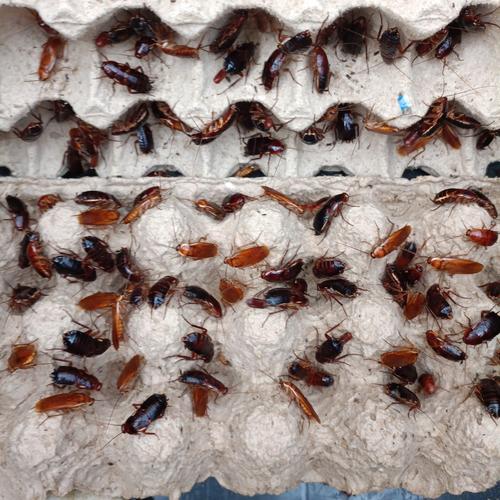 Jual Mainan Blatta Lateralis - Turkish Roach - Kecoa Turki - Kota ...